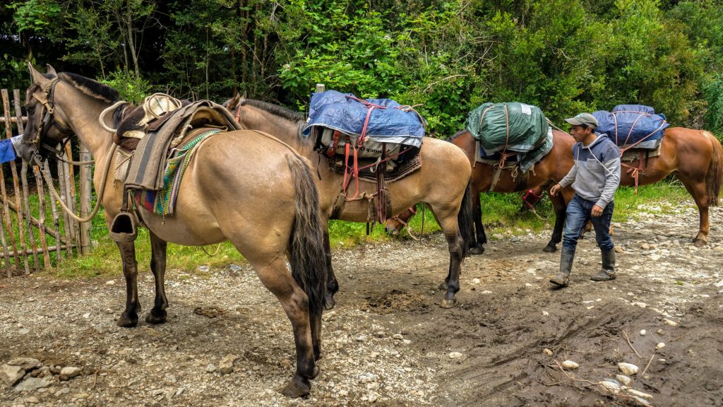 Pilcheros (caballos Para Carga) | Cochamó